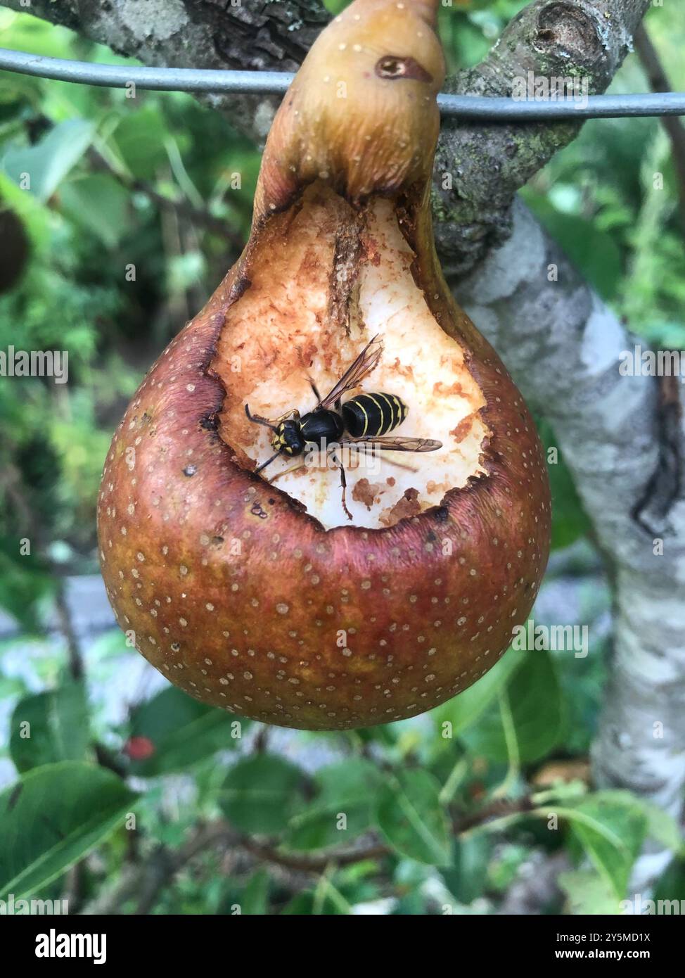 Hornets and Yellowjackets (Vespinae) Insecta Stock Photo - Alamy