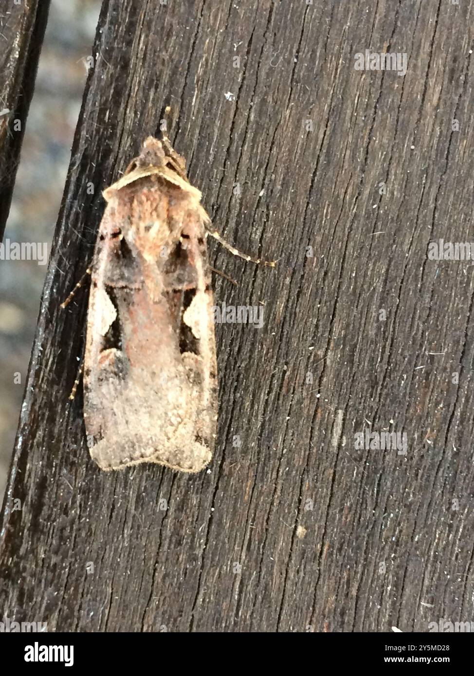 Setaceous Hebrew Character (Xestia c-nigrum) Insecta Stock Photo - Alamy