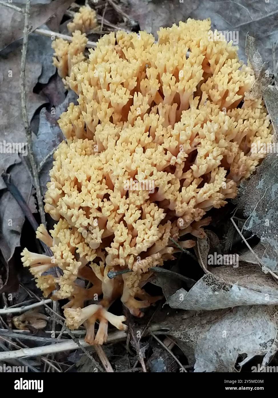 Coral Fungi (Ramaria) Fungi Stock Photo - Alamy