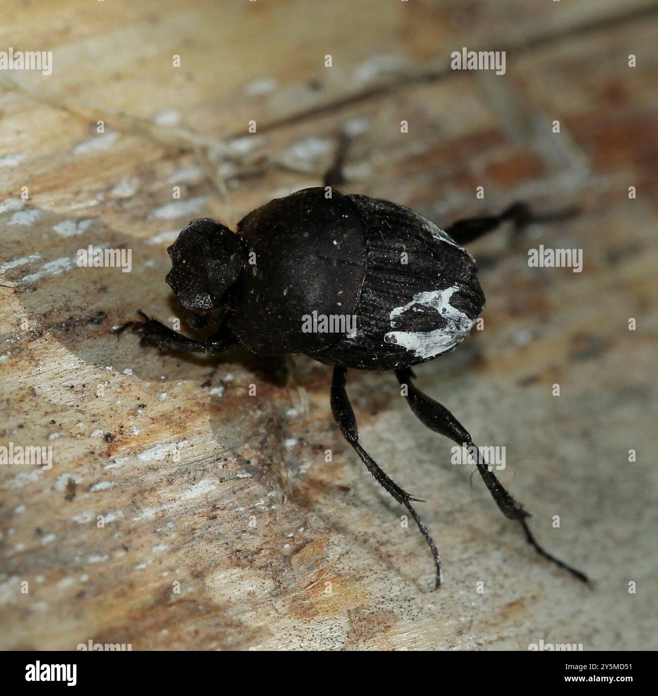 (Sisyphus schaefferi) Insecta Stock Photo - Alamy