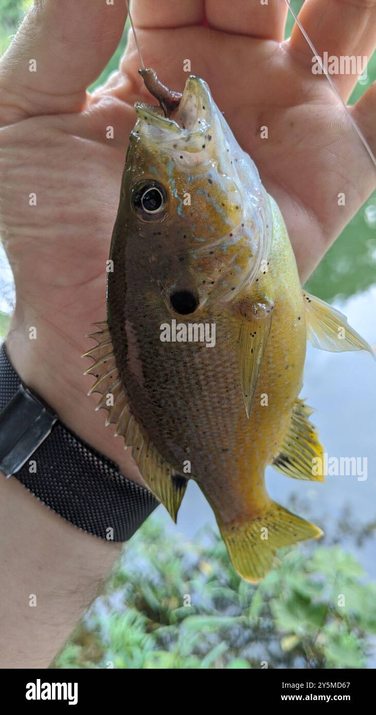 Green Sunfish (Lepomis cyanellus) Actinopterygii Stock Photo - Alamy