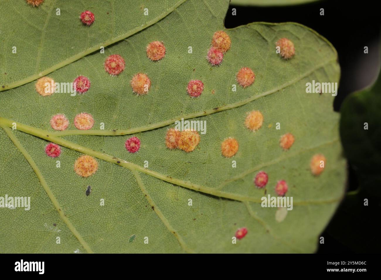 Common Spangle Gall Wasp (Neuroterus quercusbaccarum) Insecta Stock ...