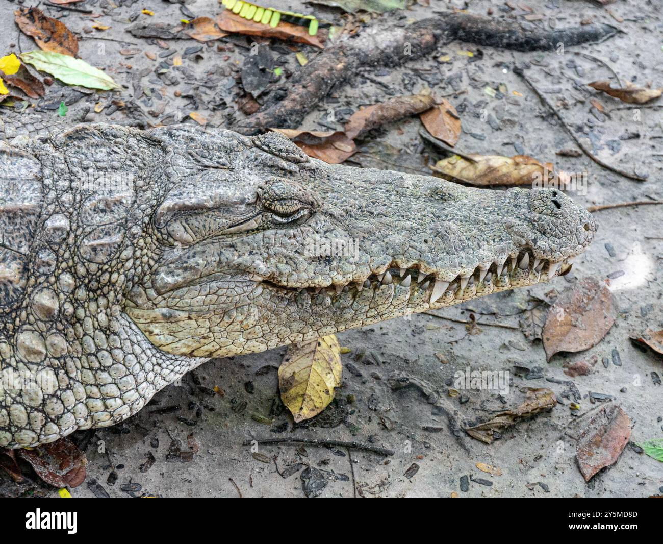 Crocodile at Kachikally Crocodile Pool in Bakau, Gambia Stock Photo - Alamy