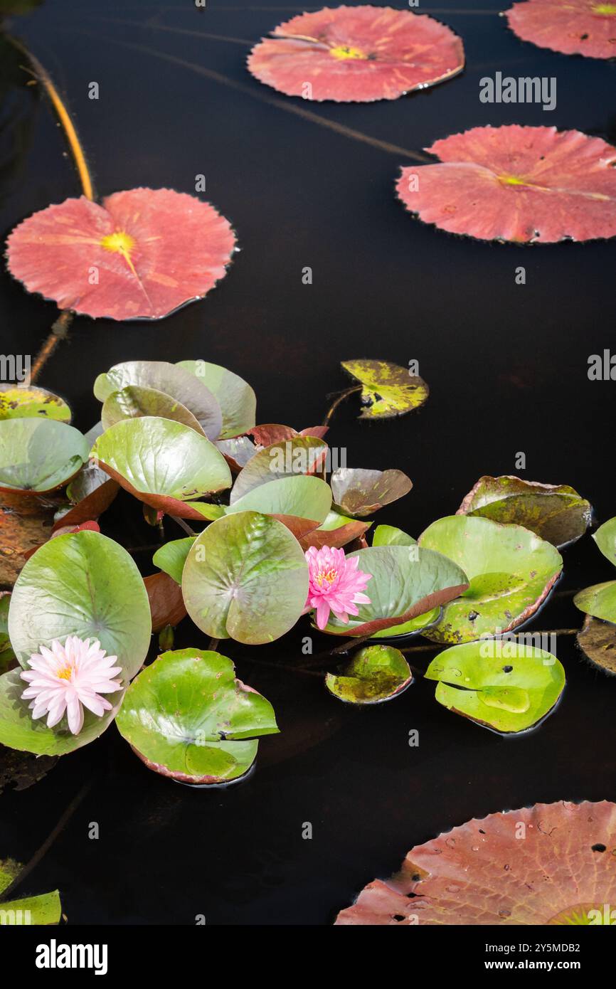 Multi colored lily pads hi-res stock photography and images - Alamy