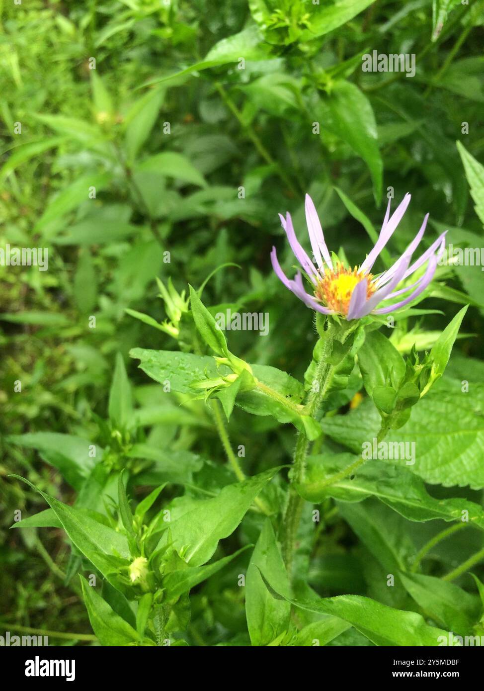 common swamp aster (Symphyotrichum puniceum puniceum) Plantae Stock ...