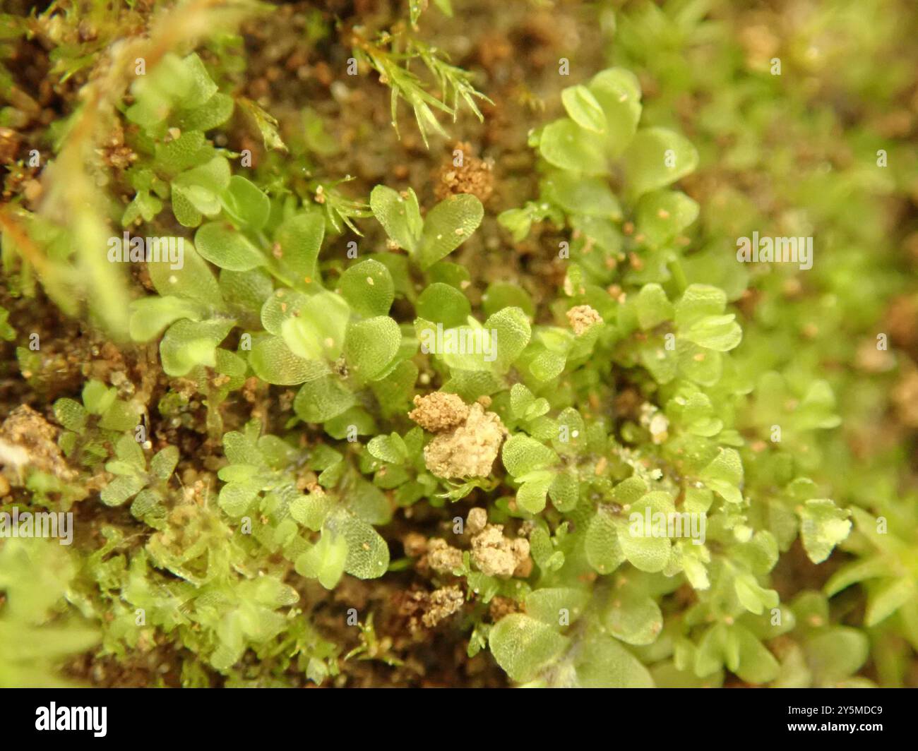 Square-leaved Crestwort (Chiloscyphus polyanthos) Plantae Stock Photo ...
