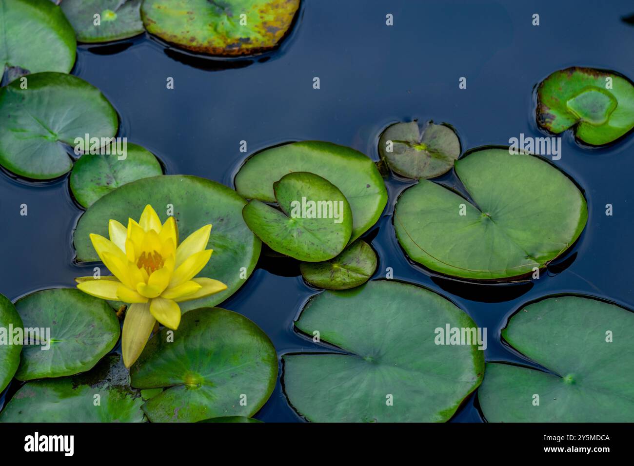 A beautiful yellow water lily flower blooms prominently amidst a ...