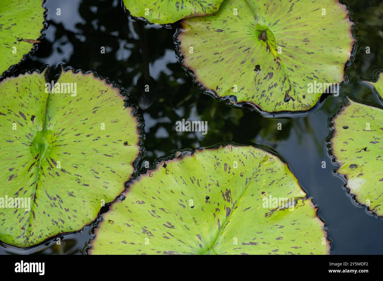 Circular green lily pads with purple spots float serenely on the surface of a dark, reflective ...