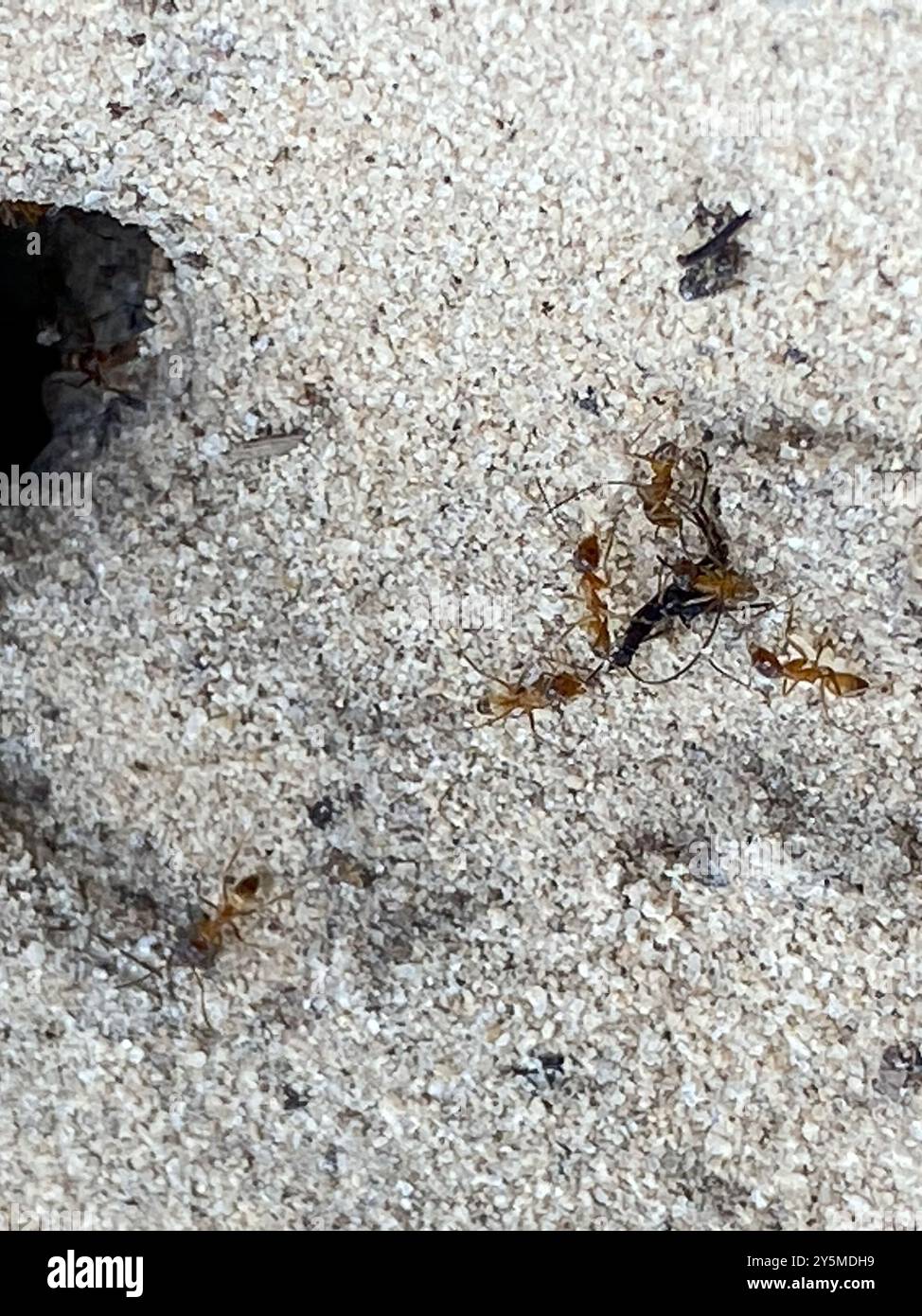 Yellow Pyramid Ant (Dorymyrmex flavus) Insecta Stock Photo - Alamy