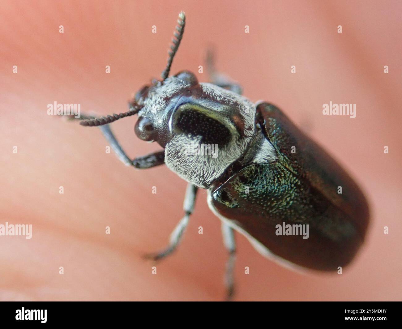 (Coscinoptera terebellum) Insecta Stock Photo - Alamy