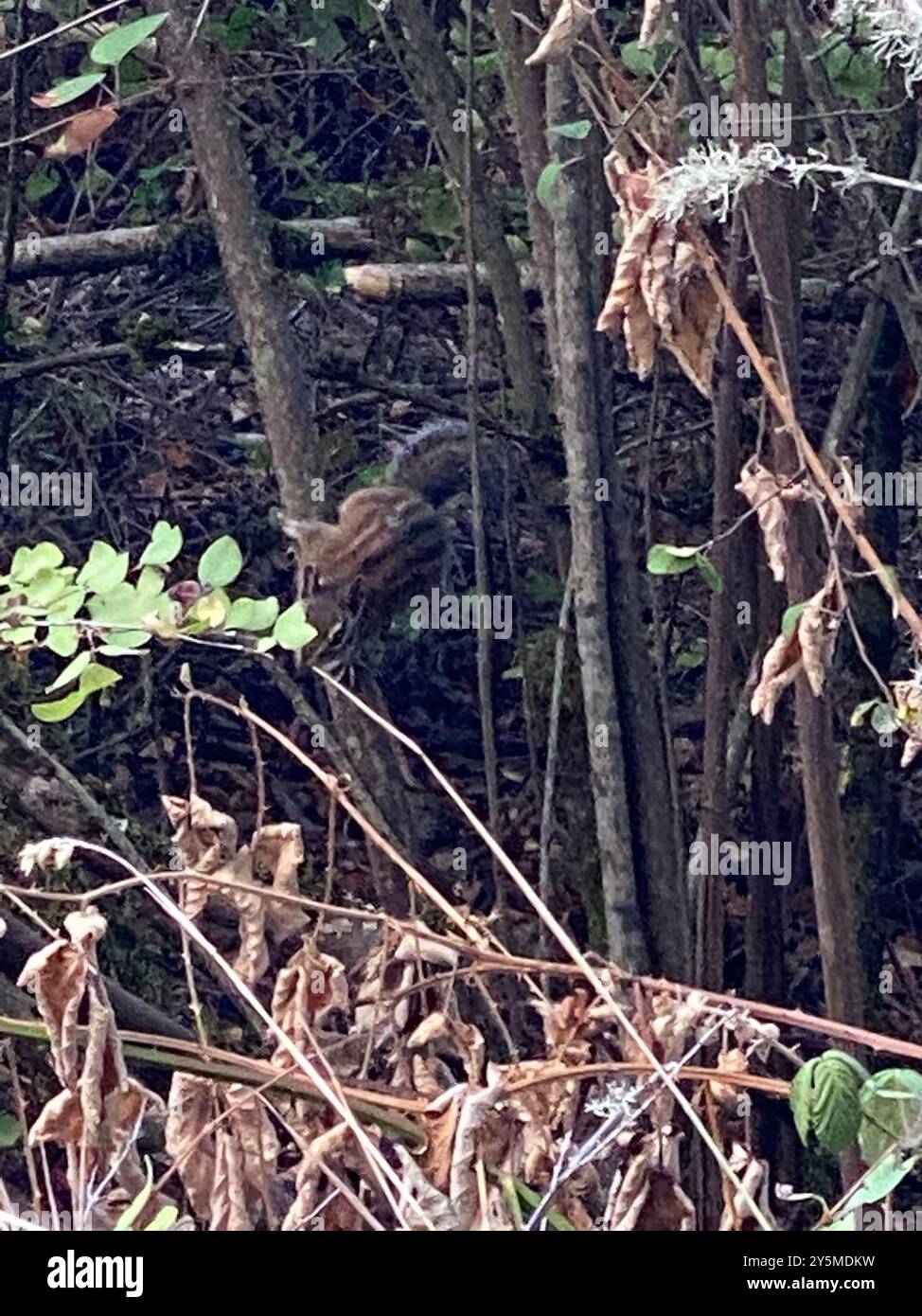 Townsend's Chipmunk (Neotamias townsendii) Mammalia Stock Photo - Alamy