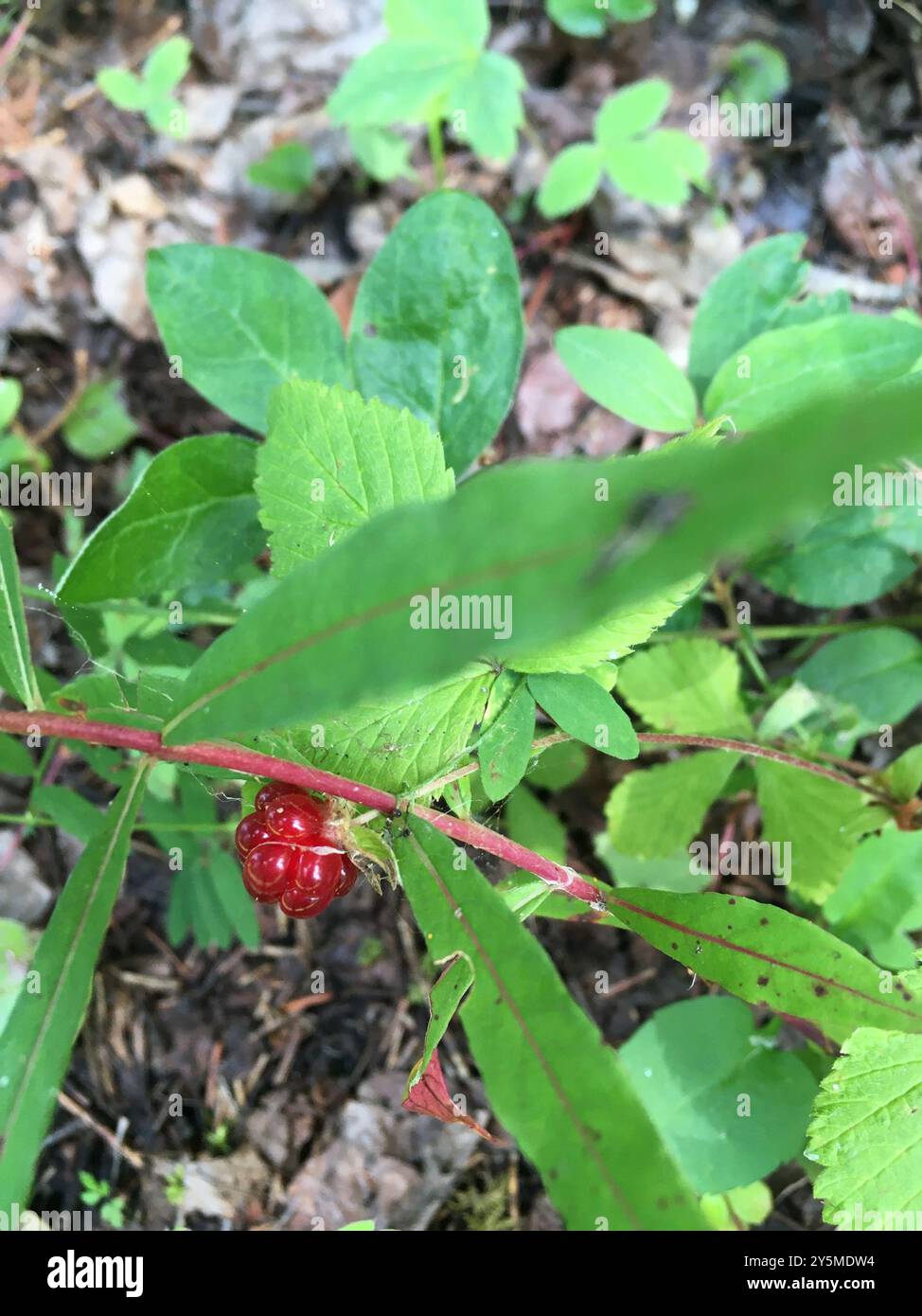 dwarf raspberry (Rubus pubescens) Plantae Stock Photo - Alamy