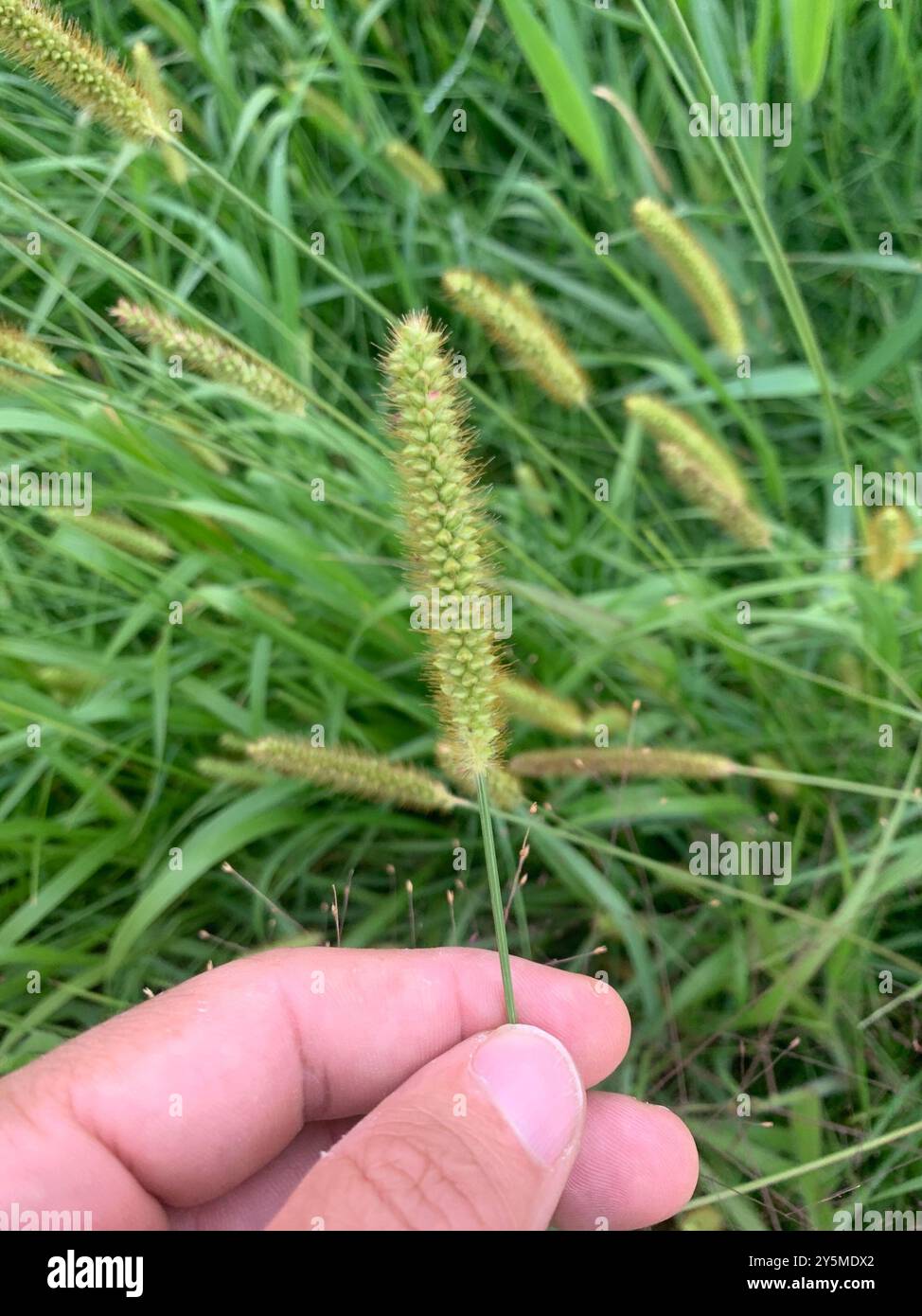 yellow foxtail (Setaria pumila) Plantae Stock Photo - Alamy
