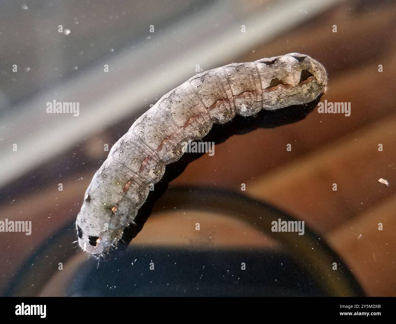 Fall Armyworm Moth (Spodoptera frugiperda) Insecta Stock Photo - Alamy