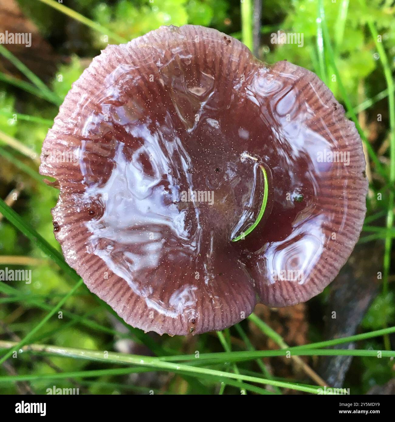 (Thaxterogaster submagellanicus) Fungi Stock Photo - Alamy