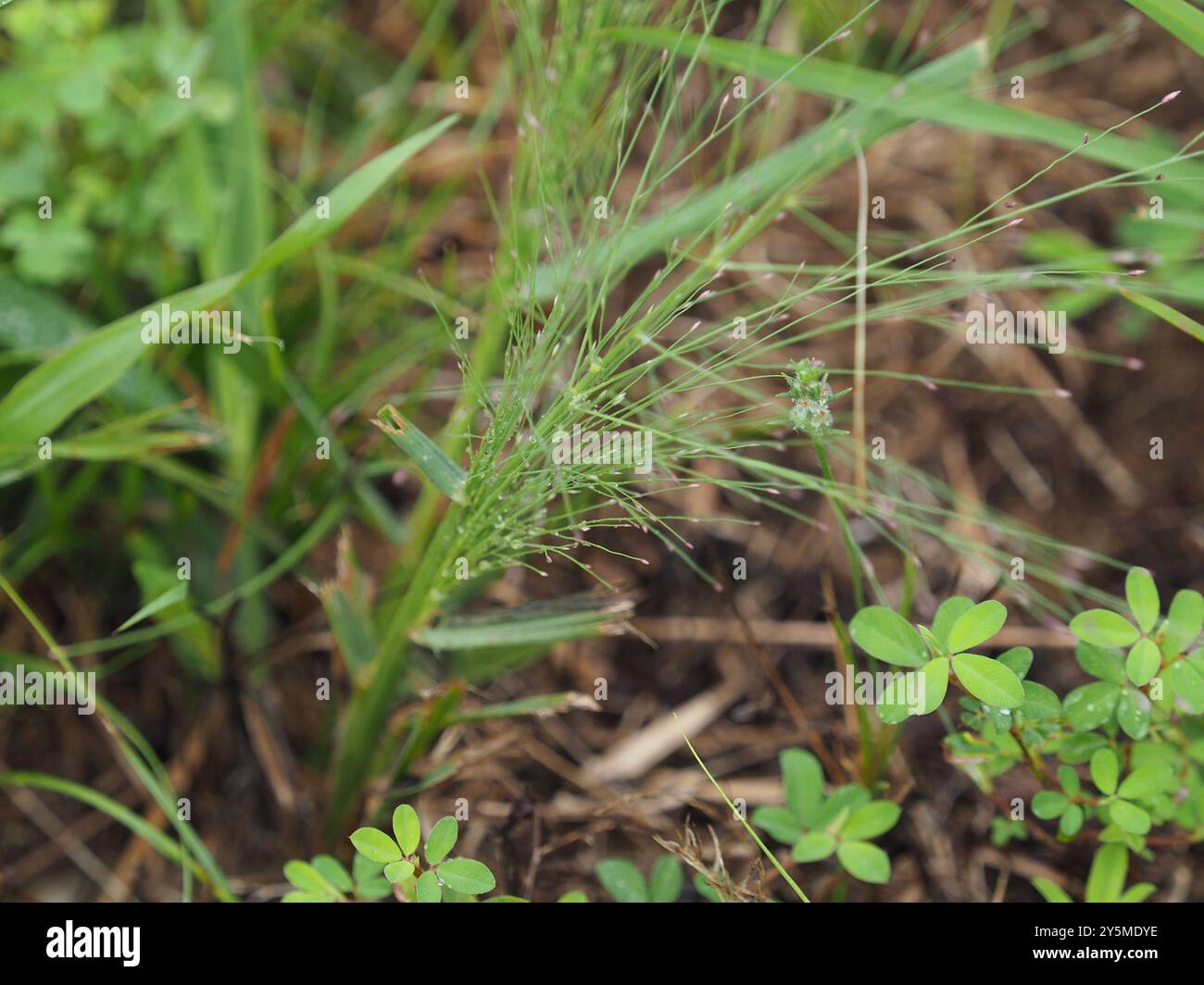 Purple Lovegrass (Eragrostis spectabilis) Plantae Stock Photo - Alamy