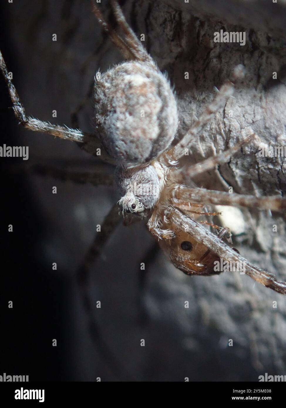 Two-tailed Spiders (Hersiliidae) Arachnida Stock Photo - Alamy