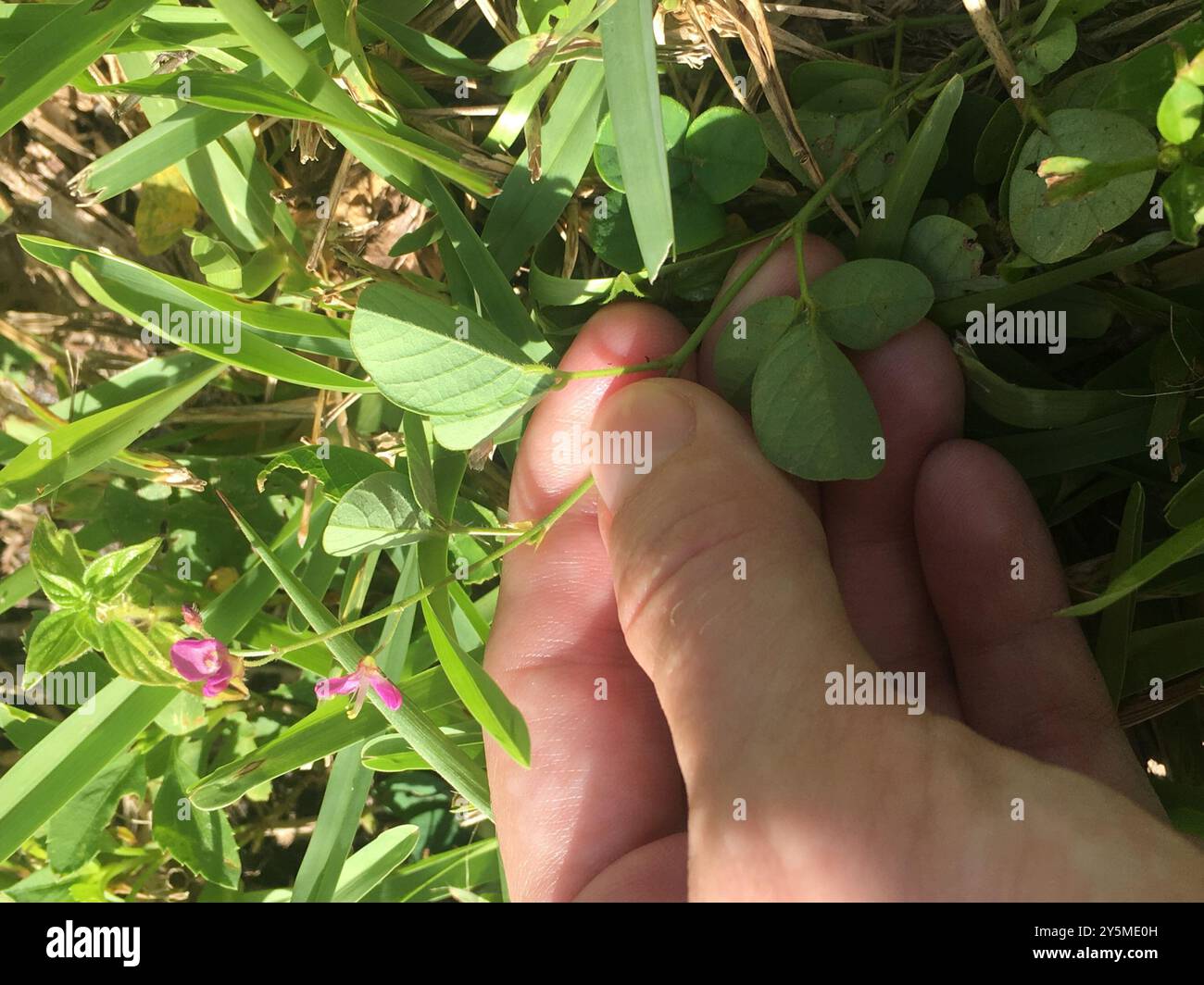 creeping beggarweed (Desmodium incanum) Plantae Stock Photo - Alamy