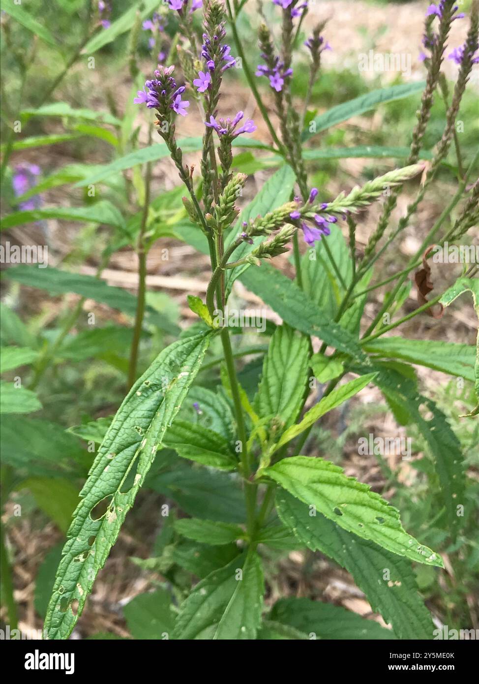 blue vervain (Verbena hastata) Plantae Stock Photo - Alamy