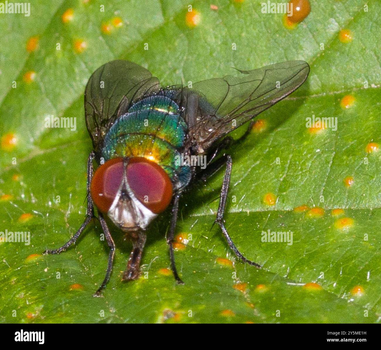 Greenbottle Flies (Lucilia) Insecta Stock Photo - Alamy