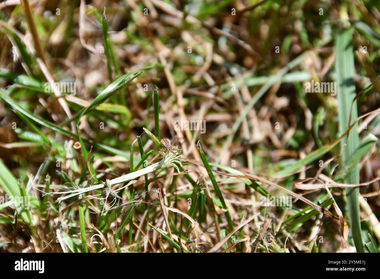 Marsh Damsel Bug (Nabis limbatus) Insecta Stock Photo - Alamy