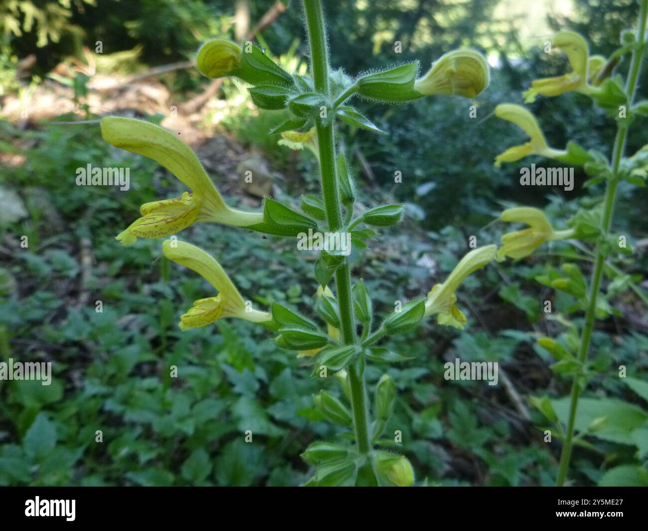 Sticky Sage (Salvia glutinosa) Plantae Stock Photo - Alamy