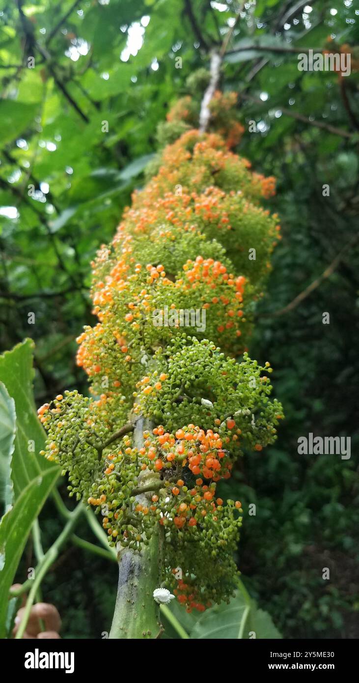 flameberry (Urera caracasana) Plantae Stock Photo - Alamy