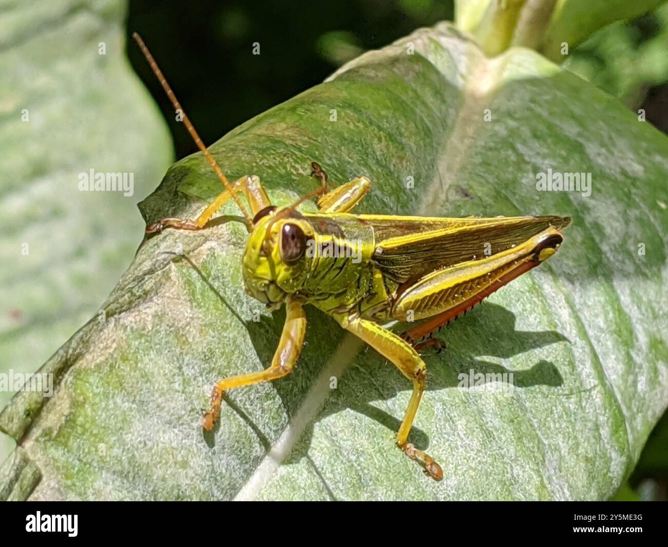 Two-striped Grasshopper (Melanoplus bivittatus) Insecta Stock Photo - Alamy