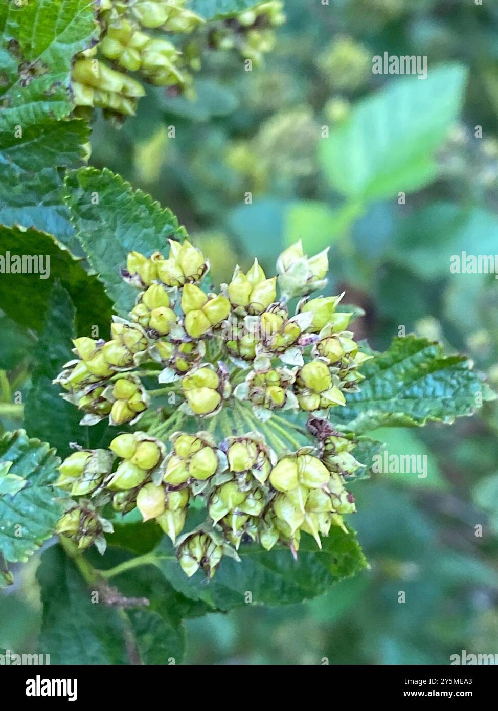 common ninebark (Physocarpus opulifolius) Plantae Stock Photo - Alamy
