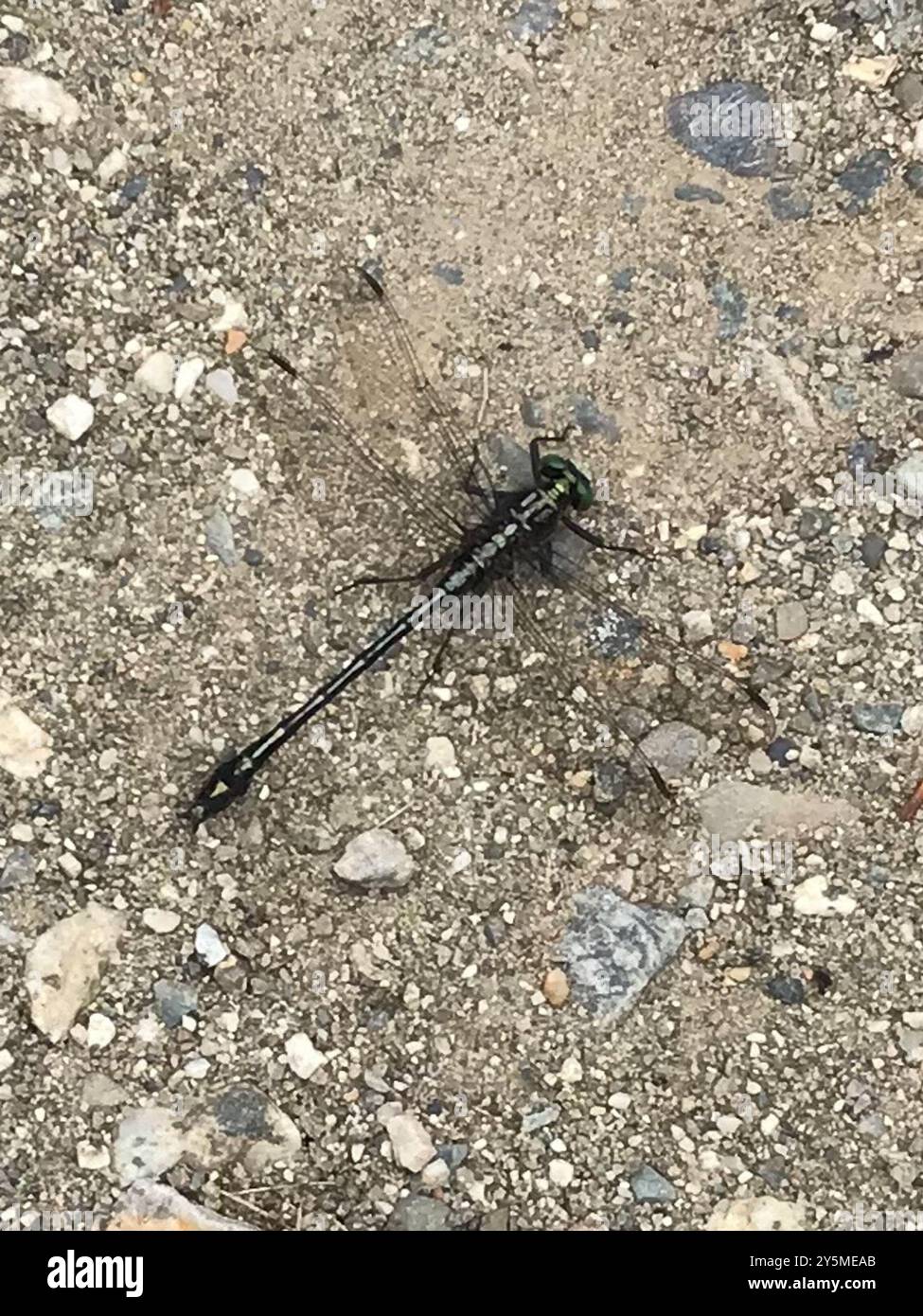 Black-shouldered Spinyleg (Dromogomphus spinosus) Insecta Stock Photo ...