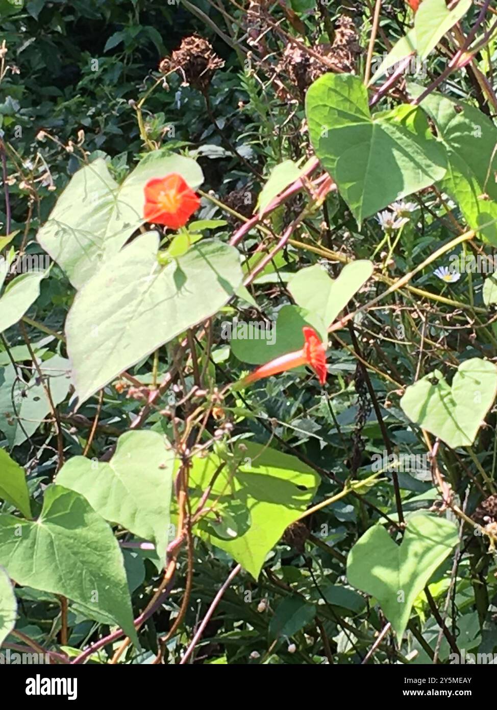 red morning glory (Ipomoea coccinea) Plantae Stock Photo - Alamy