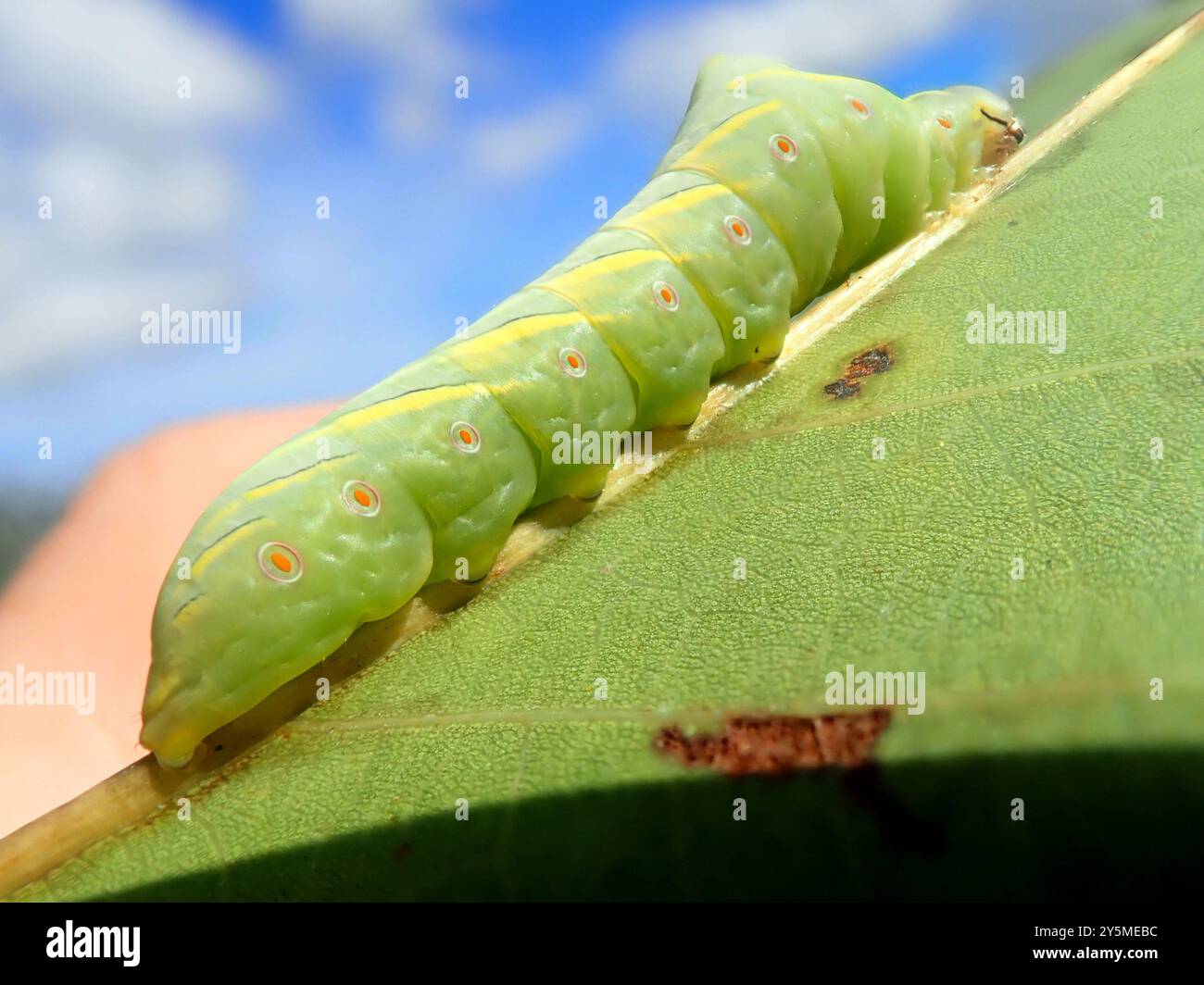 Butterflies and Moths (Lepidoptera) Insecta Stock Photo - Alamy