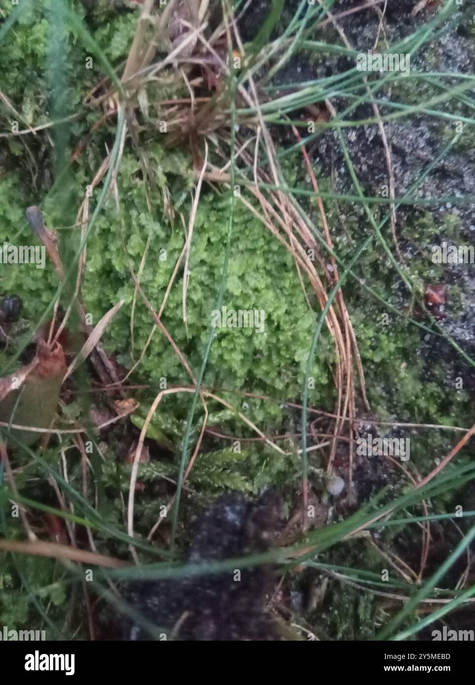 leafy and simple thalloid liverworts (Jungermanniopsida) Plantae Stock ...
