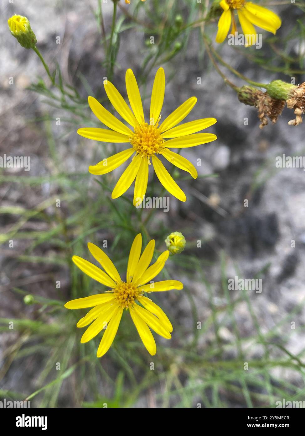 sandhill golden aster (Pityopsis pinifolia) Plantae Stock Photo - Alamy