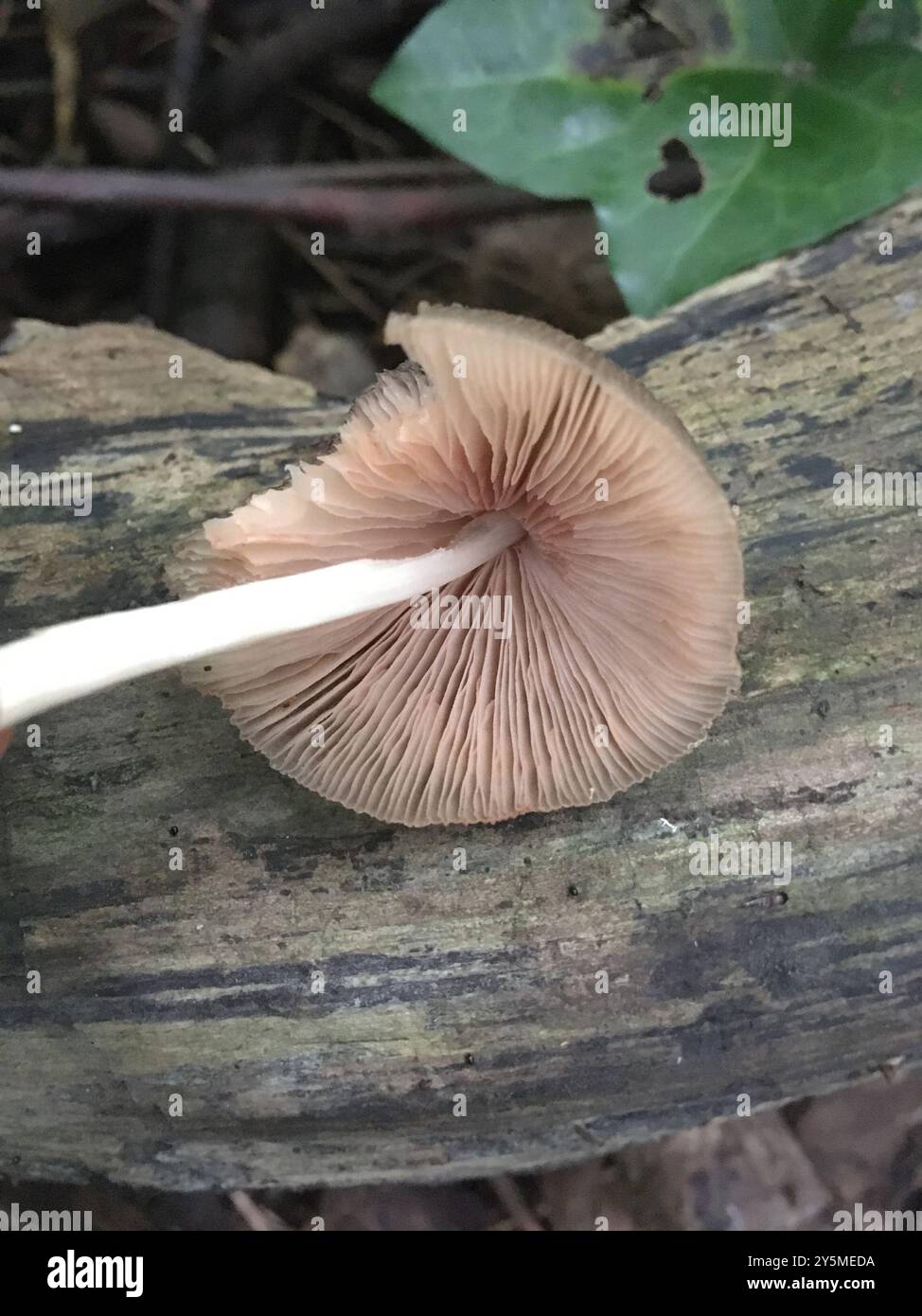 Pleated Pluteus (Pluteus longistriatus) Fungi Stock Photo - Alamy