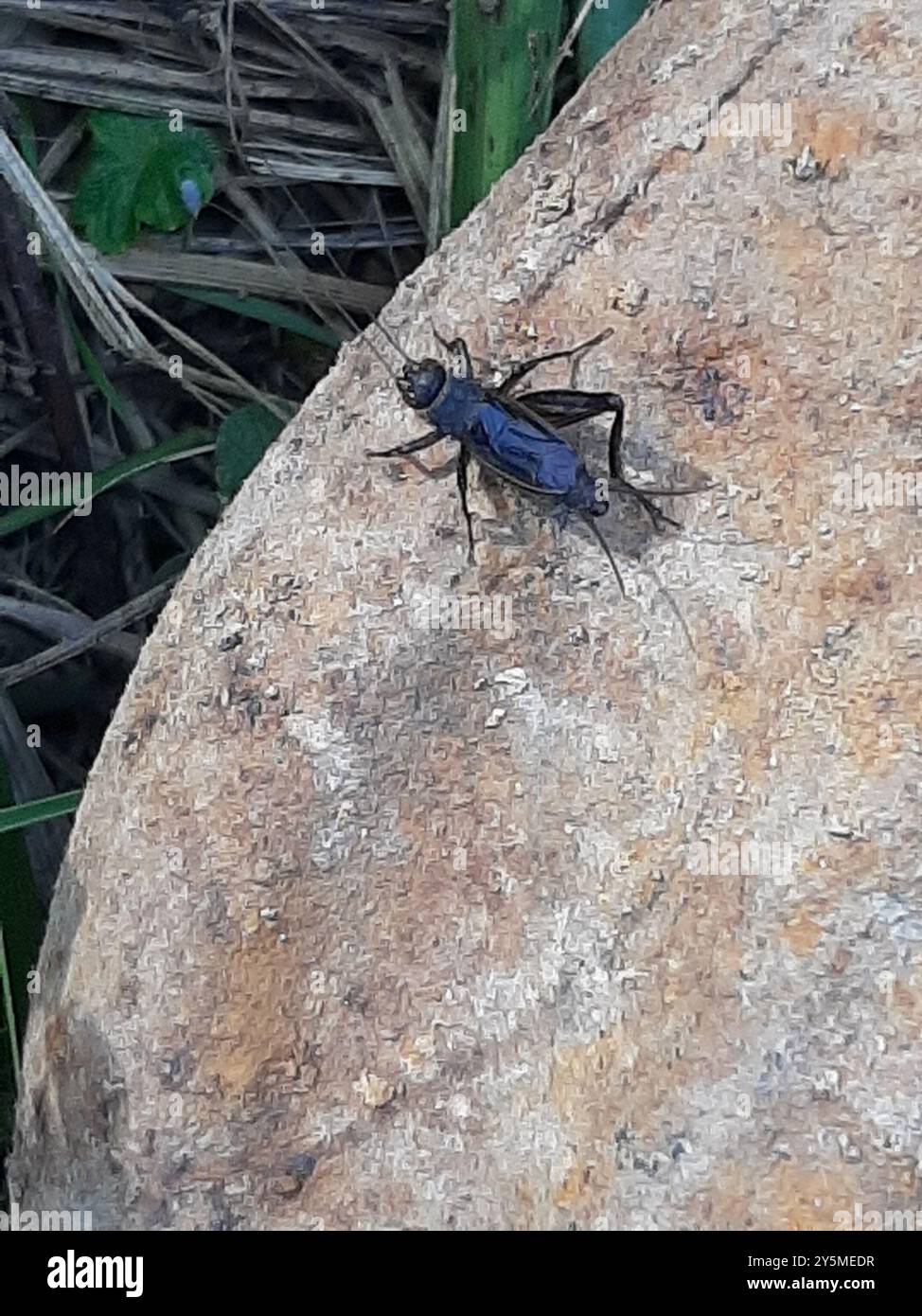 True Crickets and Allies (Grylloidea) Insecta Stock Photo - Alamy