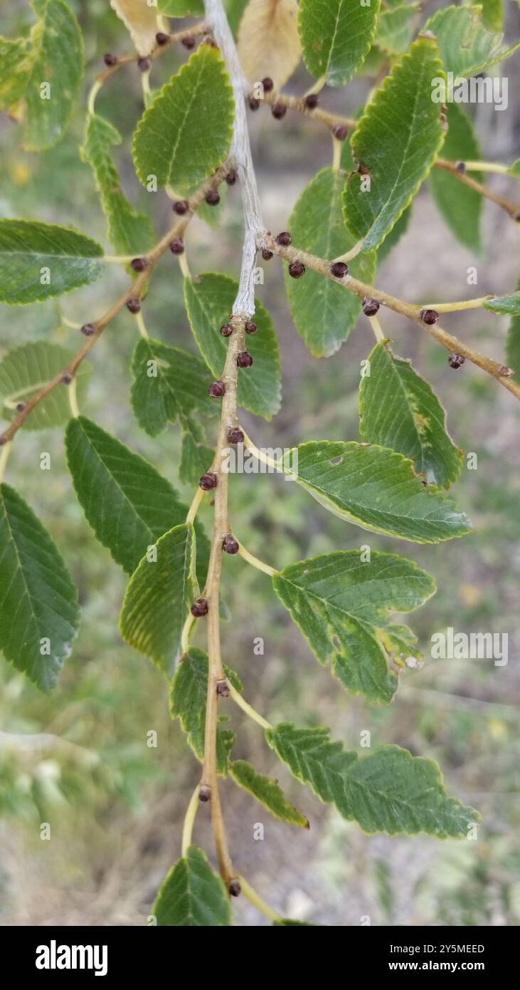 Siberian elm (Ulmus pumila) Plantae Stock Photo - Alamy