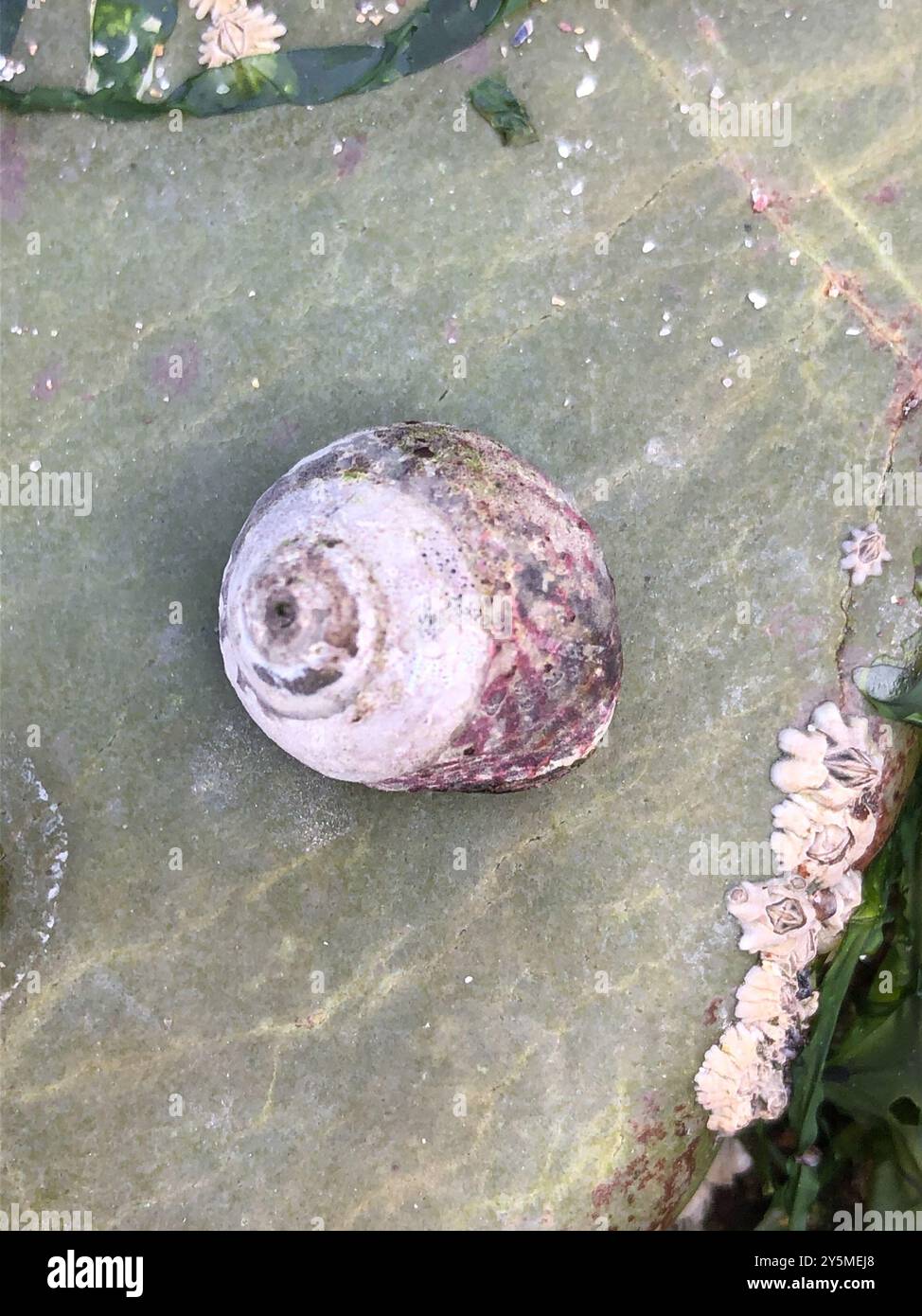 Purple Topshell (Steromphala umbilicalis) Mollusca Stock Photo - Alamy