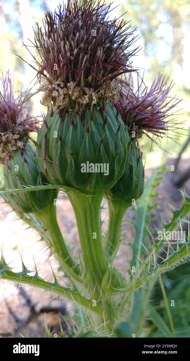 dwarf thistle (Cirsium drummondii) Plantae Stock Photo - Alamy