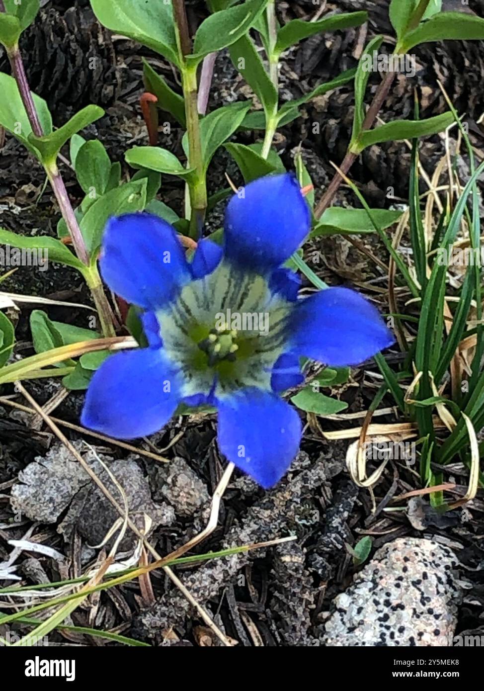 Mountain Bog Gentian (Gentiana calycosa) Plantae Stock Photo - Alamy