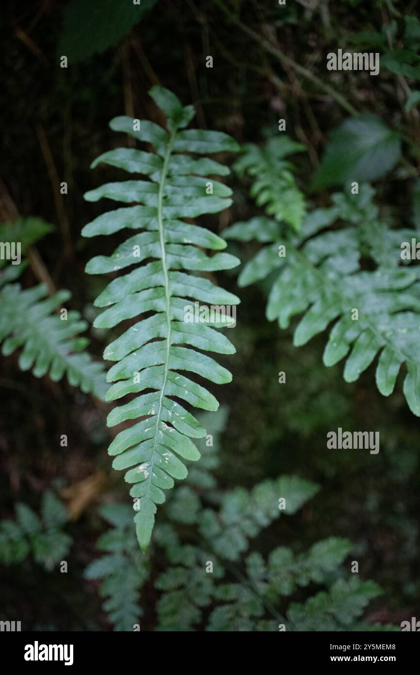 common polypody (Polypodium vulgare) Plantae Stock Photo - Alamy