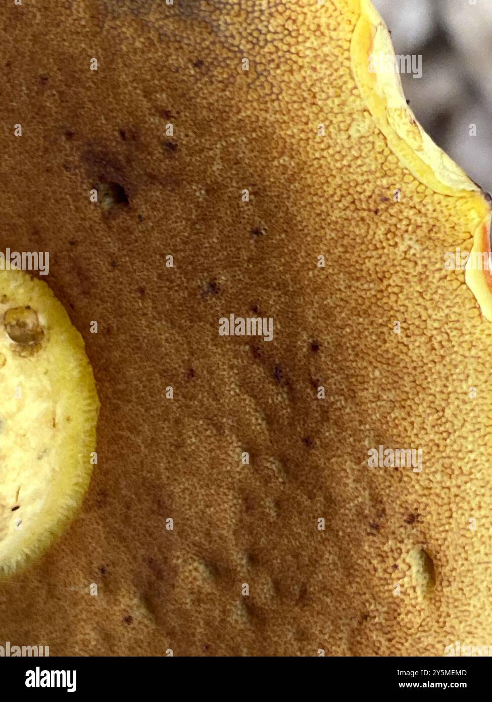 boletes (Boletaceae) Fungi Stock Photo - Alamy