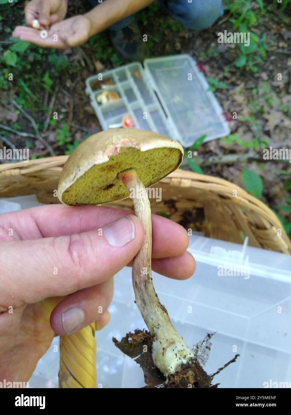 (Caloboletus inedulis) Fungi Stock Photo - Alamy