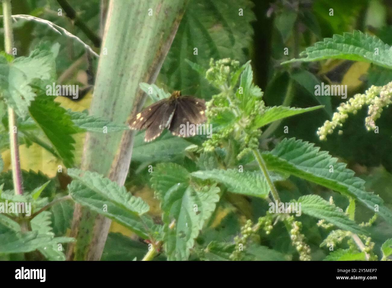 Large Chequered Skipper (Heteropterus morpheus) Insecta Stock Photo - Alamy