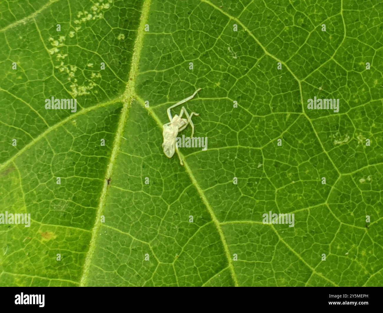 True Bugs, Hoppers, Aphids, and allies (Hemiptera) Insecta Stock Photo ...