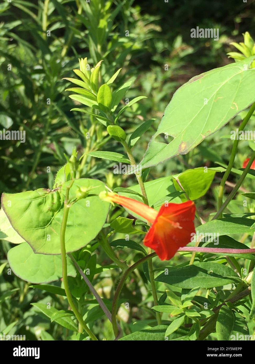 red morning glory (Ipomoea coccinea) Plantae Stock Photo - Alamy