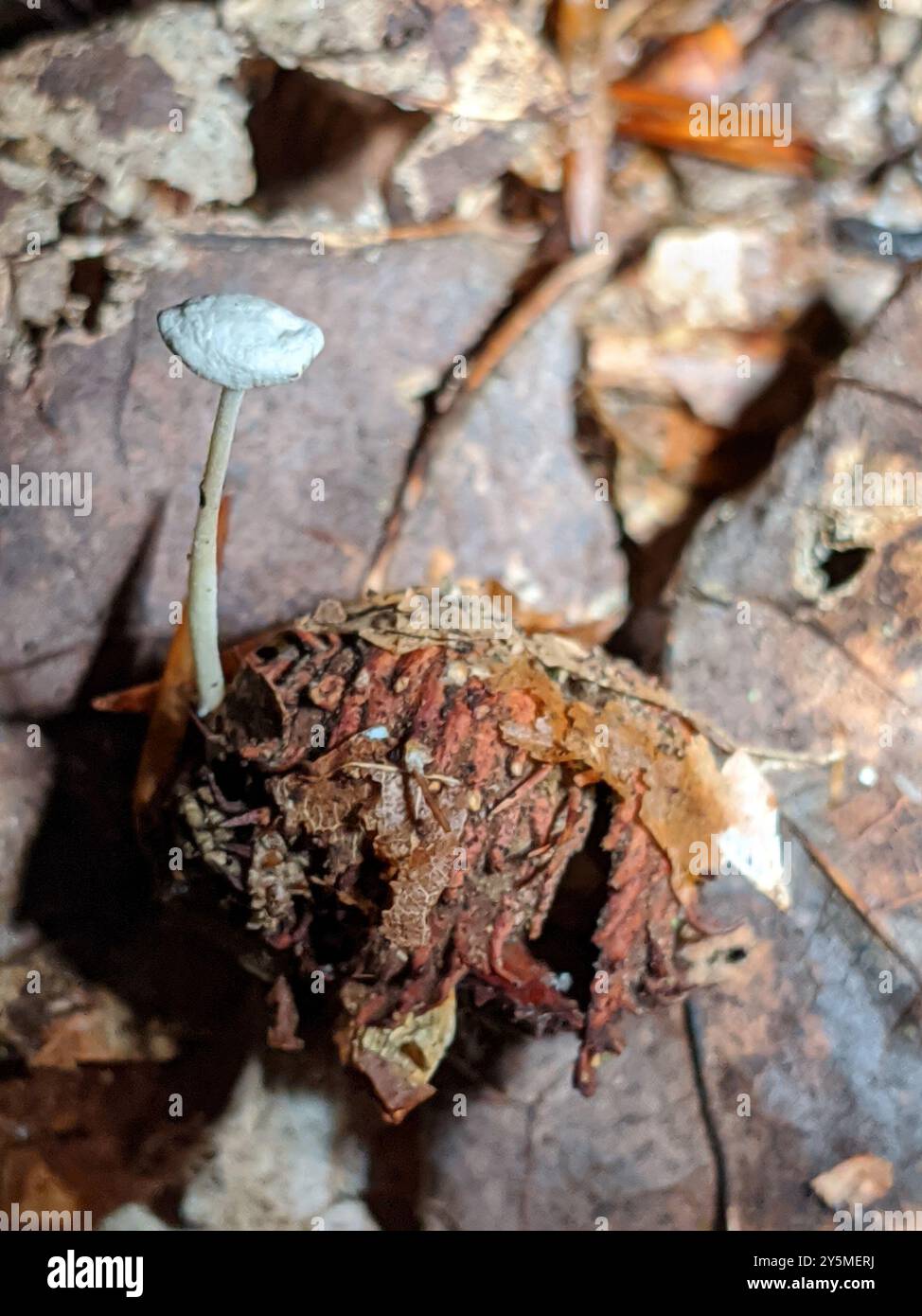 pinwheel family (Marasmiaceae) Fungi Stock Photo - Alamy