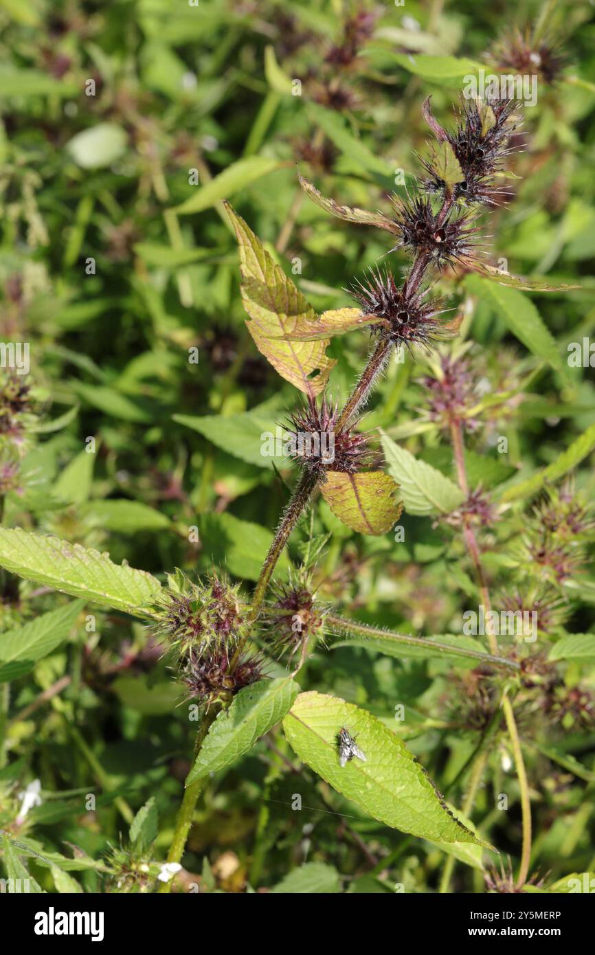 Common hemp-nettle (Galeopsis tetrahit) Plantae Stock Photo - Alamy