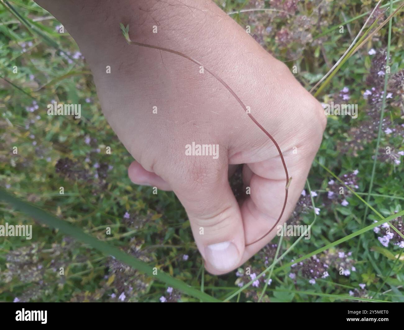 Clover Dodder (Cuscuta epithymum) Plantae Stock Photo - Alamy