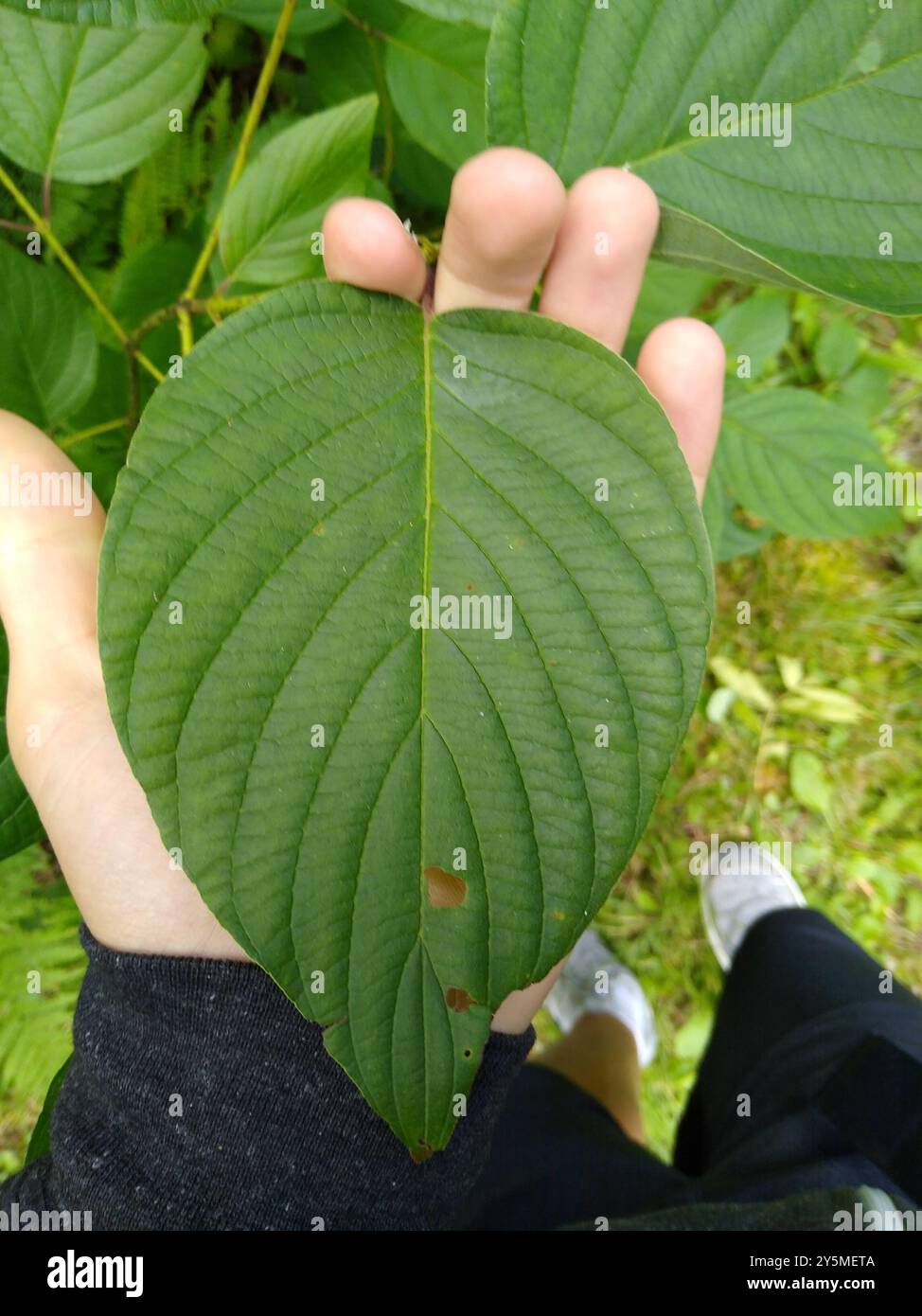 Round-leaved Dogwood (Cornus rugosa) Plantae Stock Photo - Alamy